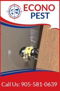 Reliable Pest Control Services in Hamilton – Econo Pest